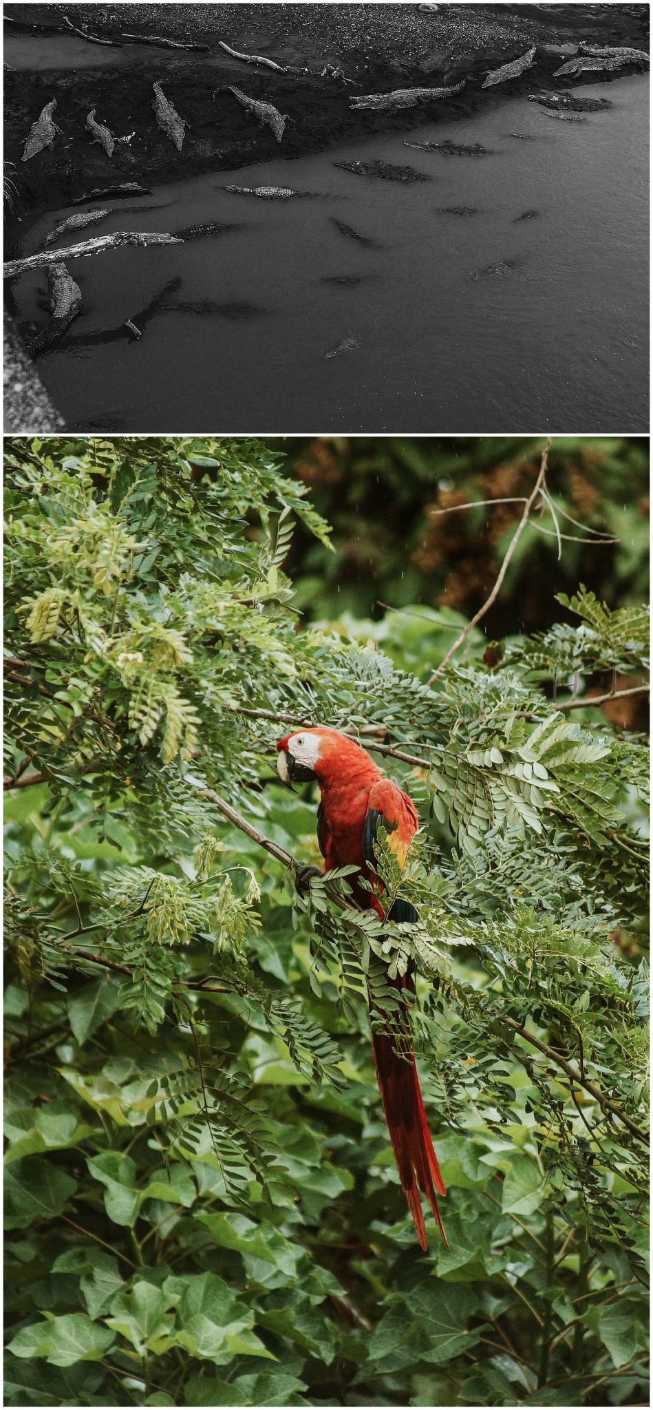 Costa Rica Elopement & Travel Guide | Costa Rica Photographer